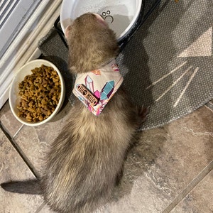 Ferret Bandana Ferret Accessories Ferret Clothes Gifts - Etsy