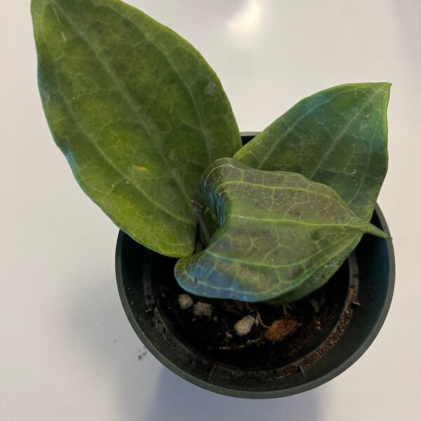 Huge Hoya Sarawak Plant | |fully Rooted | Local Supplier | Beautiful Houseplant - Etsy