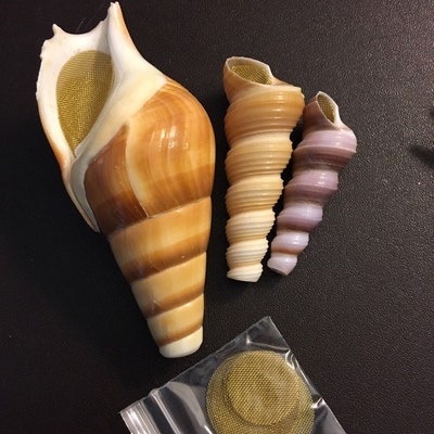 The Magic Conch Mini Size Caramel by Shellpipe free Pipe & Screens W ...