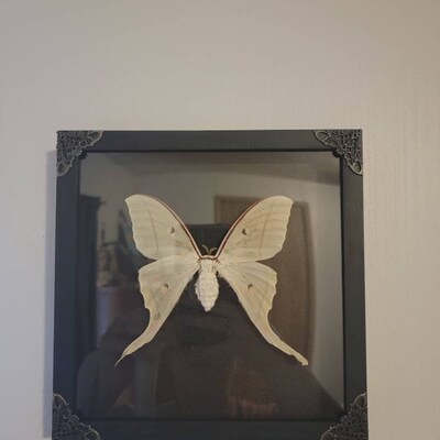 Real Framed Butterfly Handmade Shadow Box Insect Frame Taxidermy ...