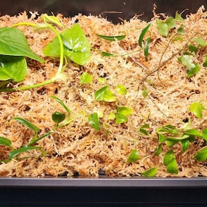 Peperomia Perciliata Syn. Fagerlindii cutting - Etsy