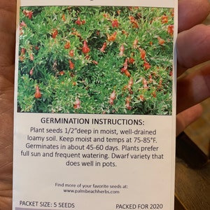 Duborskian Rice Seeds Packet of 30 Seeds Palm Beach Seed | Etsy