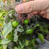 Tiny Tim Miniature Heirloom Tomato, 15 Seeds, Teeny Fruit, Patio Plant ...
