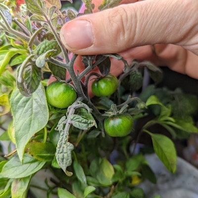Tiny Tim Miniature Heirloom Tomato, 15 Seeds, Teeny Fruit, Patio Plant ...