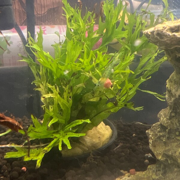 Casey Jones | American Folk Heroes Series | Limited Edition Plate No ...