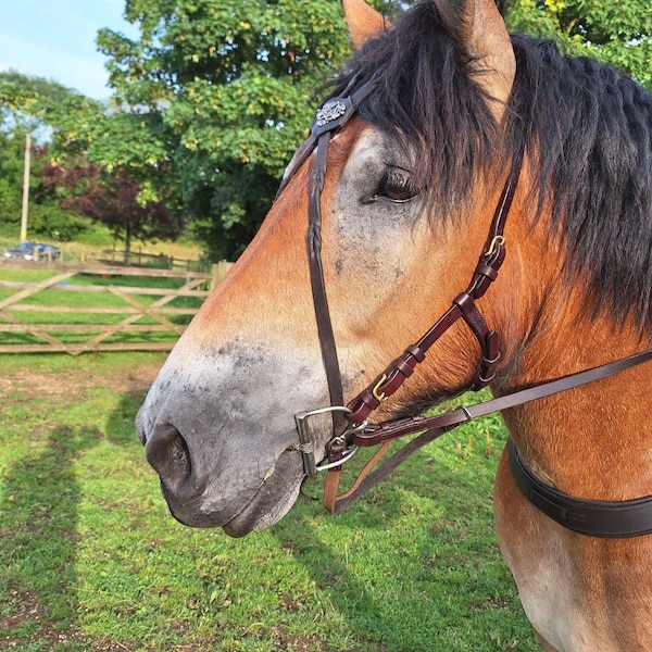 Anatomical French Bridle Lazypony With Reins, Leather Custom Bridle ...