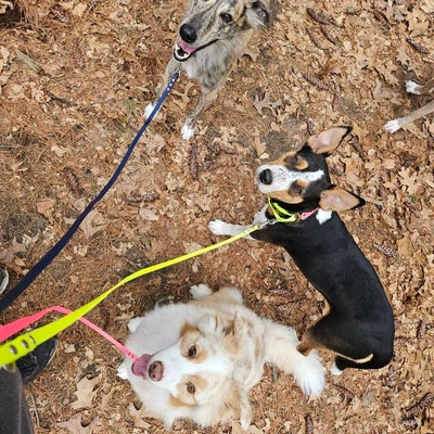 Biothane Tab or Bringsel Pick Your Color 1/2 Wide Heavy Weight, 8 Long ...