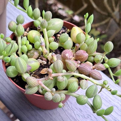 String of Watermelon Succulent Plant - Etsy