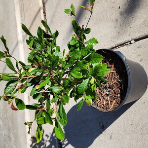 Purple Holy Basil tulsi Plant 6 Inch Tall - Etsy