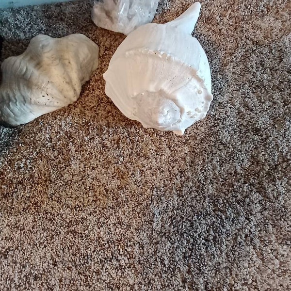 HUGE Vintage White Lightning Whelk Conch Seashell X-large 10-12" Shell ...