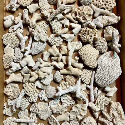 Rare Vintage Natural Coral Fossil Stone 11pcs Coastal Decor Ocean Coral ...