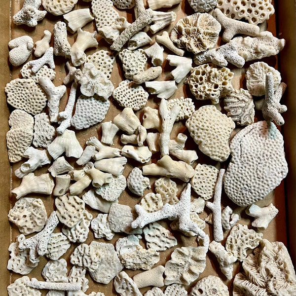 Seashells Wall Art Seashells Shadow Box Coastal Wall Decor Wall Art ...