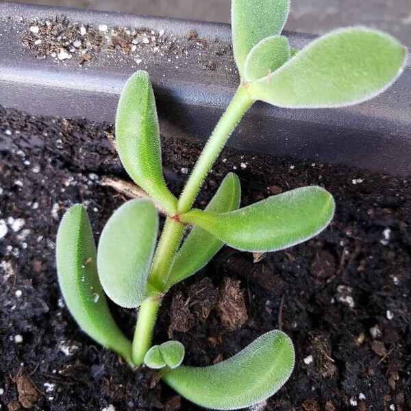 Bulbine Frutescens Succulent Cape Balsam Evergreen Drought Resistant ...
