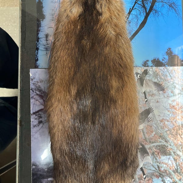 Tanned Muskrat Hides - Etsy