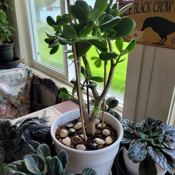 30 Crassula Ovata Large Jade Plant Tree Rooted Ready to Pot & Grow - Etsy