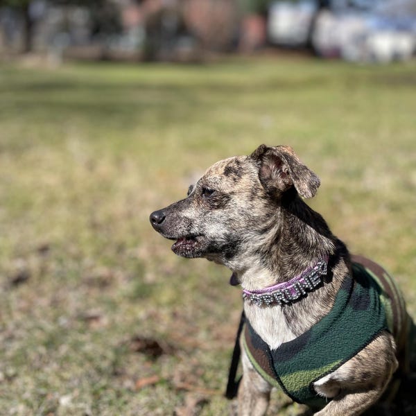 Succulent Wedding Collar | Succulent Flowers | S M L XL XXL | Flower ...