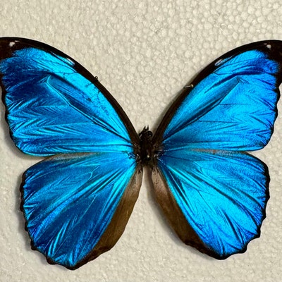 Crenis Pechueli One Real Butterfly Orange Blue Africa - Etsy