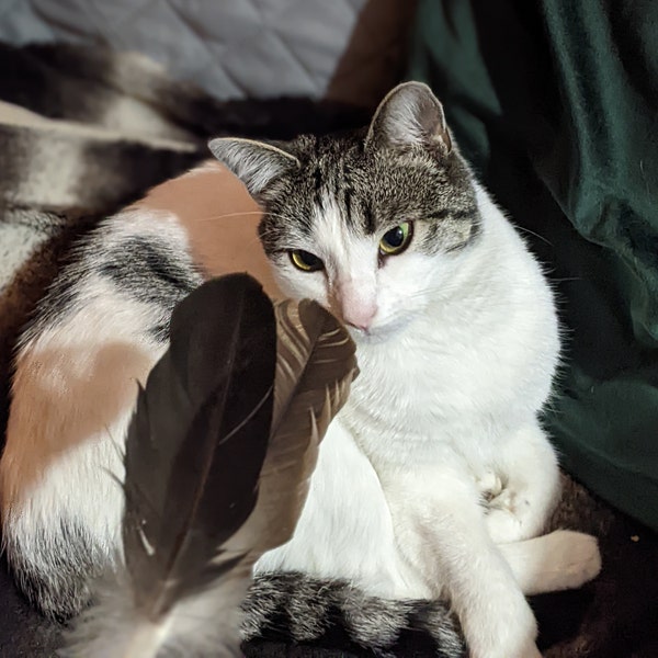 Cruelty Free Emu Feathers . 5 Dyed Rainbow - Etsy UK