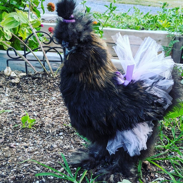 Bantam Chicken Tutu Dress- Princess Dress for Your Hen - Etsy