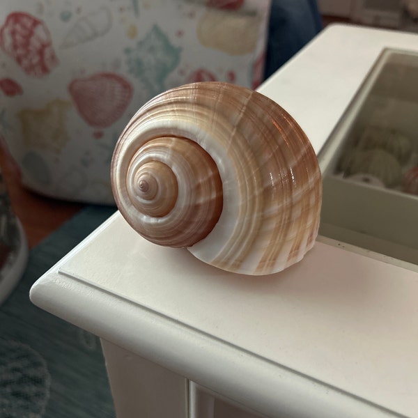 Large Tun Seashell Tonna Oleria (1 Shell Approx. 4.5+ Inches) Great ...