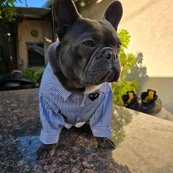 Fabulous Fido Dog Warm Sweater, French Bulldogs Winter Wool Clothes ...