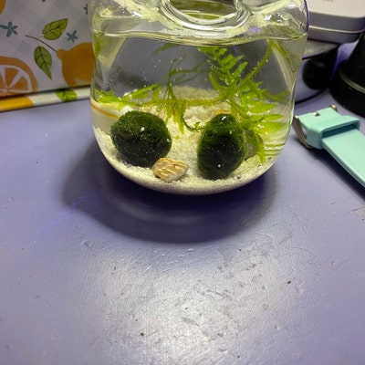 Big Cat Java Moss Ball Terrarium DIY Craft Kit for Office Desk ...