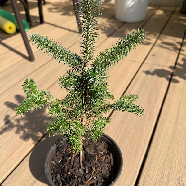 Live Fresh Fraser Fir Tree in Nursery Pot. Abies Fraseri. Mountain ...