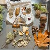 Dried Mix of Forest Findings/forest Floor Foraging Collection/ - Etsy
