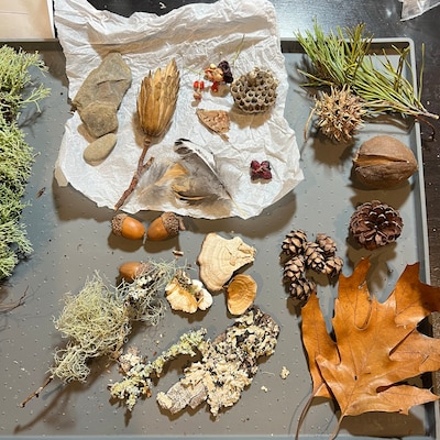 Dried Mix of Forest Findings/forest Floor Foraging Collection/ - Etsy