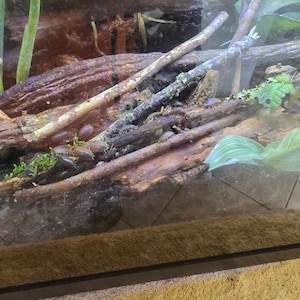 Lg Forest Findings Collection, Dried Botanicals, Forest Decor ...