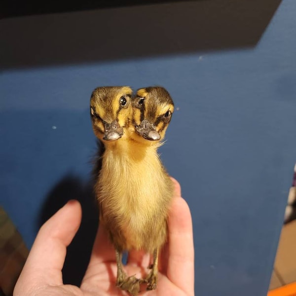 Thriller Strange 2 Headed 1：1 Duck Taxidermy Brown Duckling Oddity Home ...