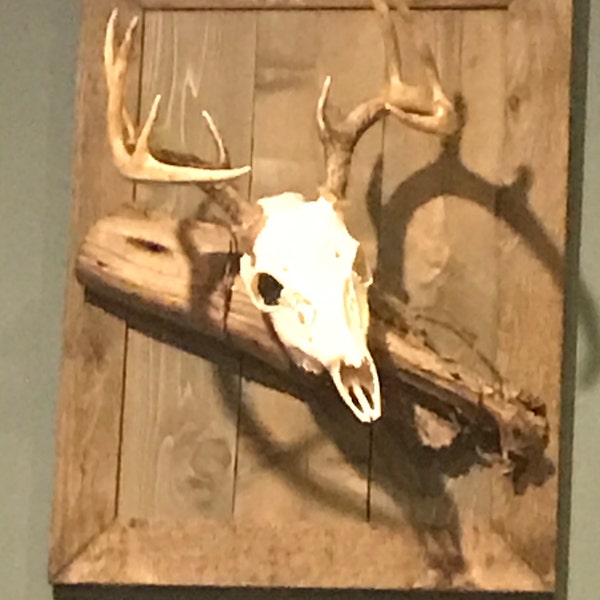 European Mount Plaque - Custom Built - Etsy