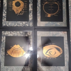 Esthetician Skin Anatomy Art Foil Print Set of 3 Dermatologist Gift ...