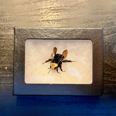 Riker Mount ONE Display Case Frame Shadow Box Choose Size - Etsy