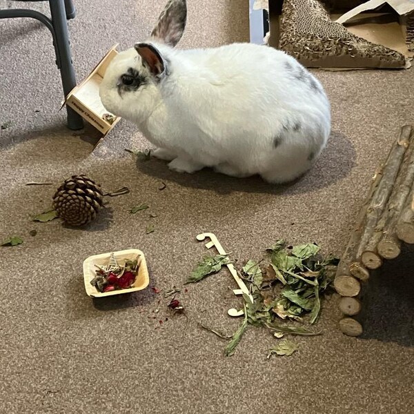 Flax Spray, Dried Flax Stems, Hamster Flax, Bird Flax, UK Farmer ...