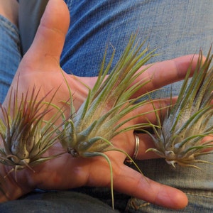 Air Plant Xeric Variety Mix of 10 Airplant Tillandsia | Etsy
