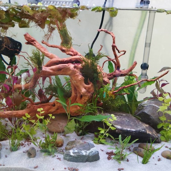 AZALEA REDMOOR ROOTS | Terrarium Supplies | Decorative Roots ...