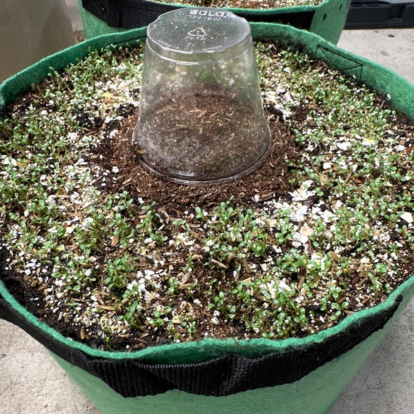 Blackjack II (maya) Bermuda Grass Seed - Etsy