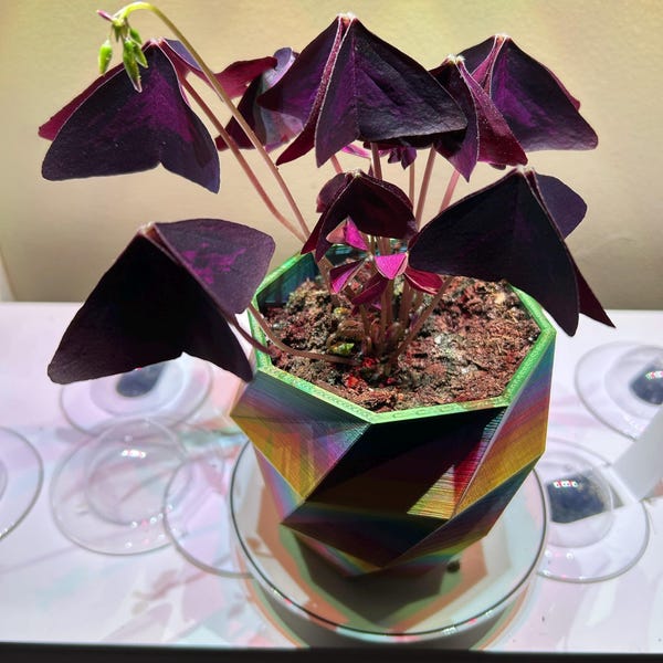 Butterfly Plant (oxalis Triangularis, Amethyst Sorrel) Bulbs - Etsy