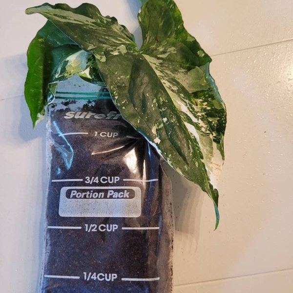 Philodendron Pink Princess 6" Potted Plant - Etsy