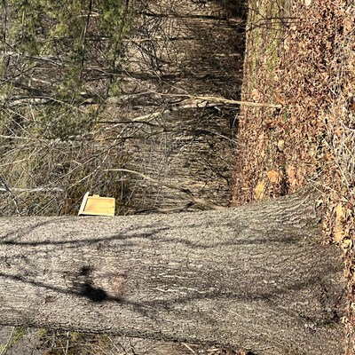 4 Scorched Cedar Bluebird Bird House Nesting Boxes Easy to Open and ...