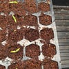 Beni Highland Orange Pepper Seeds - Etsy