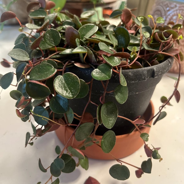 Blue Glow Agave | 4 Inch | Live Agave Plant | Cactus | Indoor Plant ...