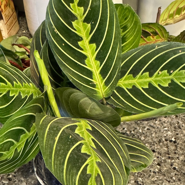 Fittonia Strawberry Blossom - Nerve Plant - Easy Plants - Beginner ...