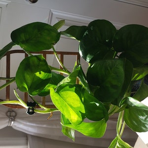 Ladder Arch Indoor Plant Trellis 3 Sizes for 2-6 Pots Mini & Small Wood ...