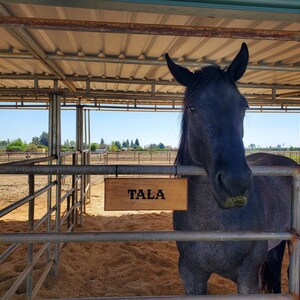 Goat Sign SMALL/ Horse Stall Name Plate/ Hand Routed Wooden Sign ...