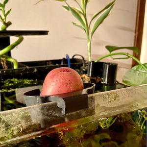 Poth-o-carry® Sweet N' Slim: RIMLESS Tank Sweet Potato Tank-side Holder ...