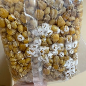 BULK PACK Mushroom Monotub Filter Patch - Etsy