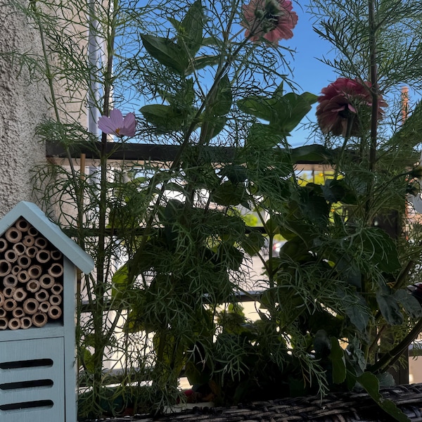 Sunny Pollinator House: 2-room Insect Hotel, Native Bee & Ladybug ...