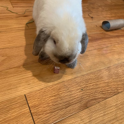 Tiny Flavored Balsa Triangles pkg of 20 Fruit Flavored Chew - Etsy